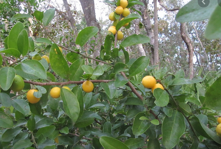 How to grow a hog plum (Lapsi) plants