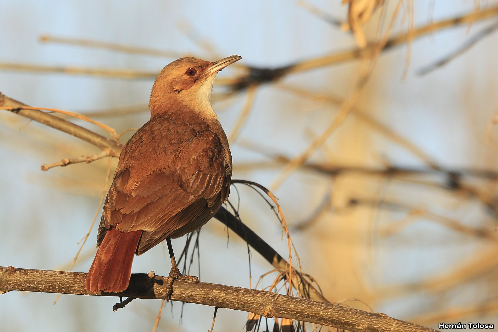 Aves Bonaerenses: Horneros