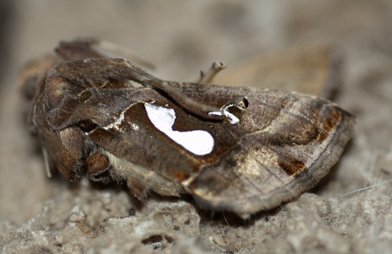 At the Cabin: May 2012