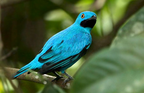 Brazilian Birds: Família Cotingidae – Subfamília Cotinginae