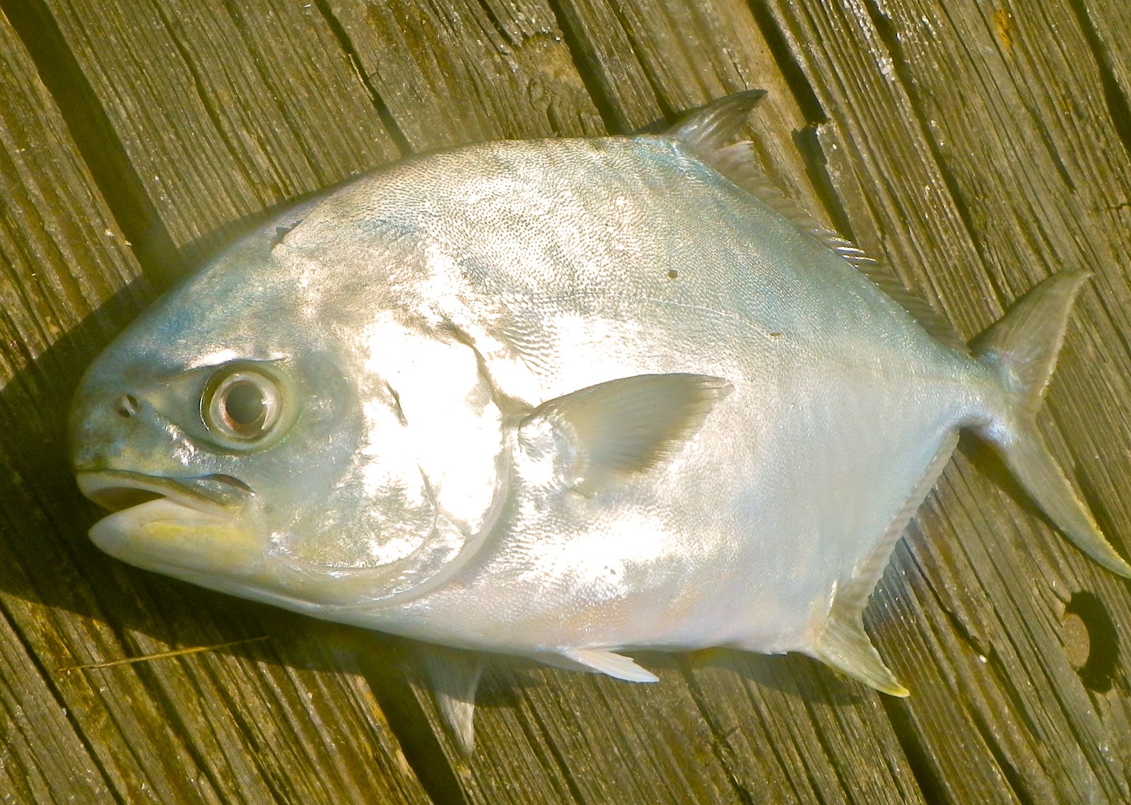 On Foot Angler: Juno Beach Fishing Pier Report