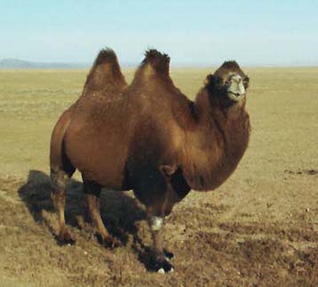 Bactrian Camel
