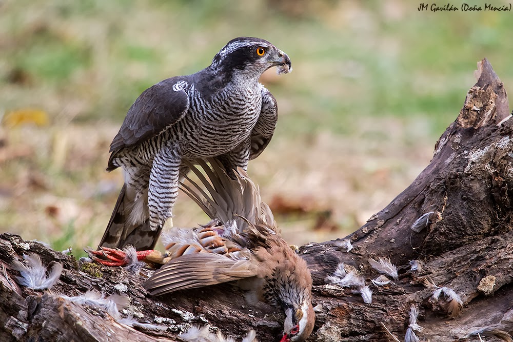 Fotografía de Naturaleza - JM Gavilán: Azor común (Accipiter gentilis)