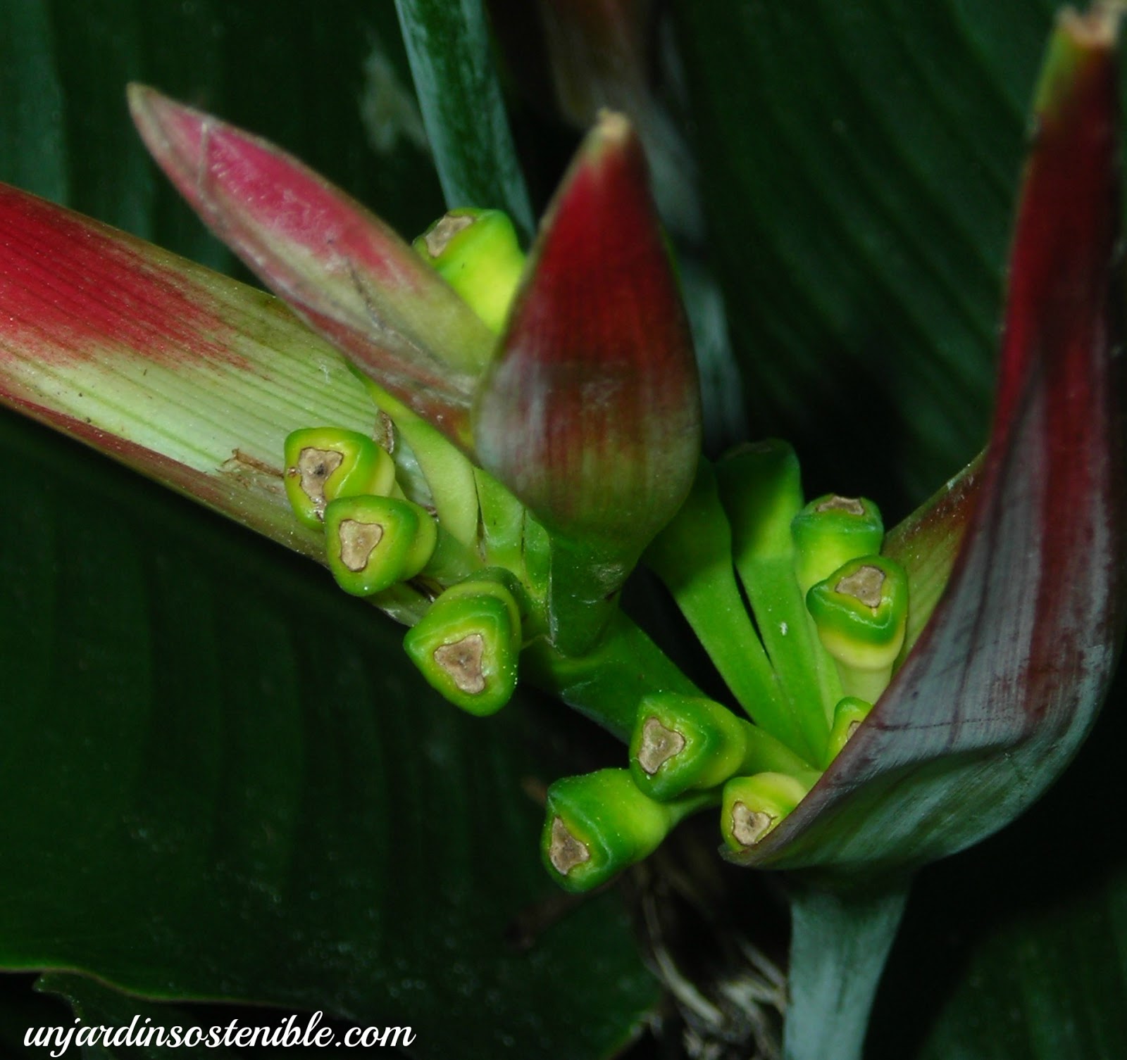 Heliconia SP (Platanillo)