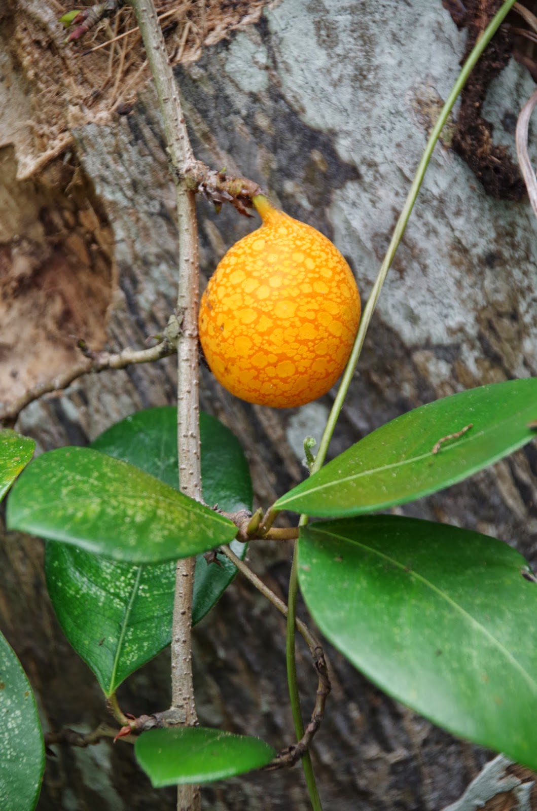 Trees and Plants: (Climbing Fig) Ficus punctata