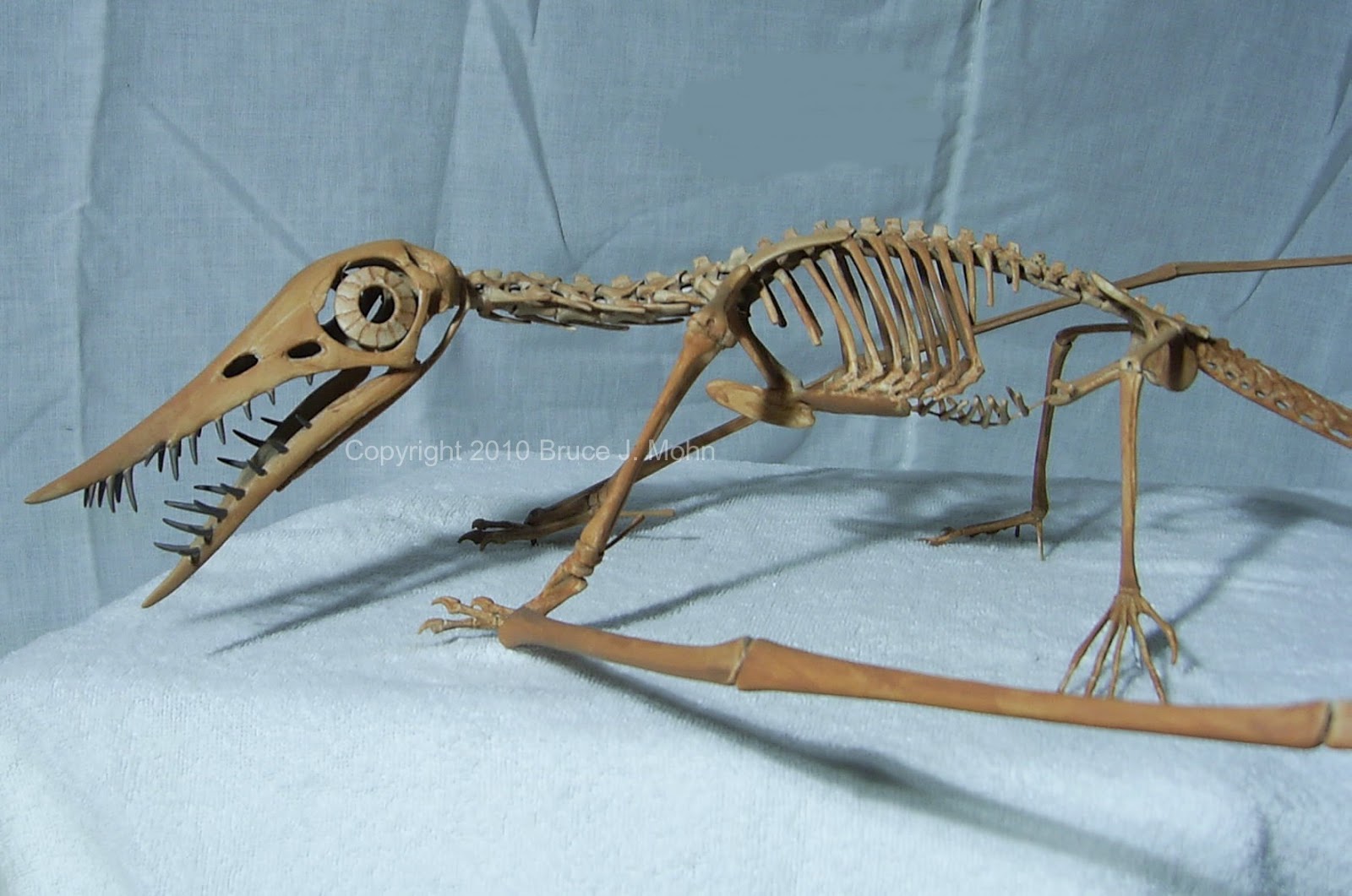 Pterosaurus: The horror of October. Rhamphorhynchus