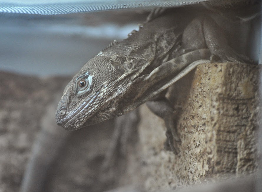 ZOOTOGRAFIANDO (6.100 ANIMALS): IGUANA NEGRA RAYADA / COMMON SPINY ...