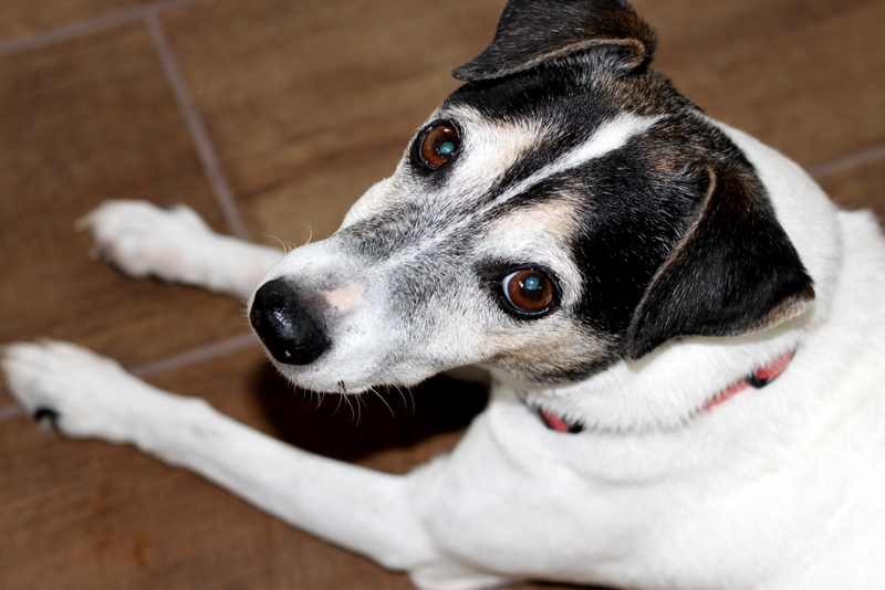 The Greatest Dog Ever, Pica