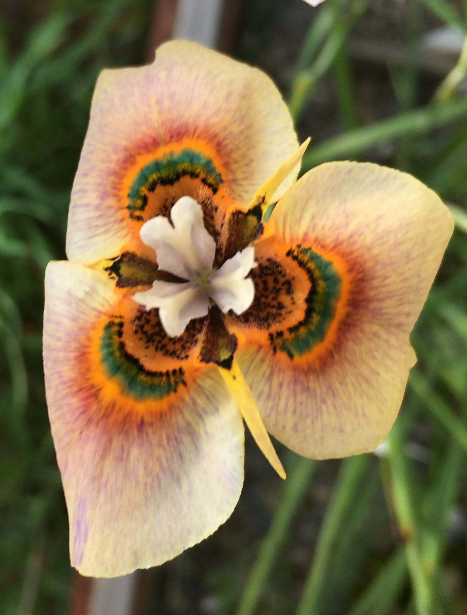 Growing Cool Plants: New Moraea hybrids, 2021