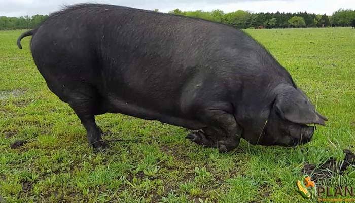 EXOTIC BREEDS OF PIG: WHAT YOU NEED TO KNOW BEFORE CHOOSING A BREED