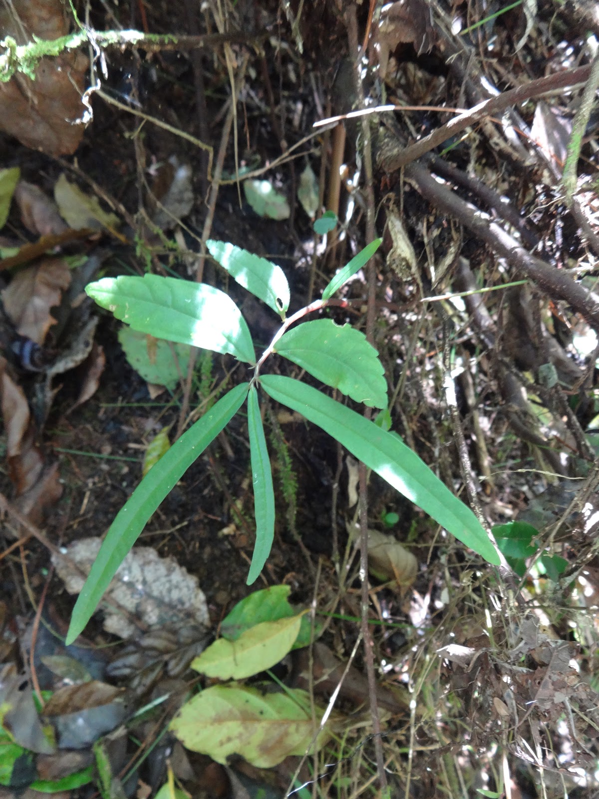 Herbs from Distant Lands: Elatostema lineolatum and other Elatostema ...