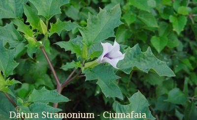 CIUMAFAIA, EXTRACTUL SĂU ESTE DENUMIT ȘI 'RESPIRAȚIA DIAVOLULUI'