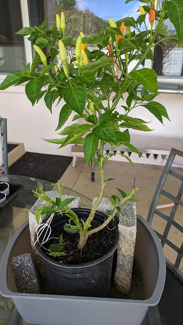 more cutting on first BonChi plant