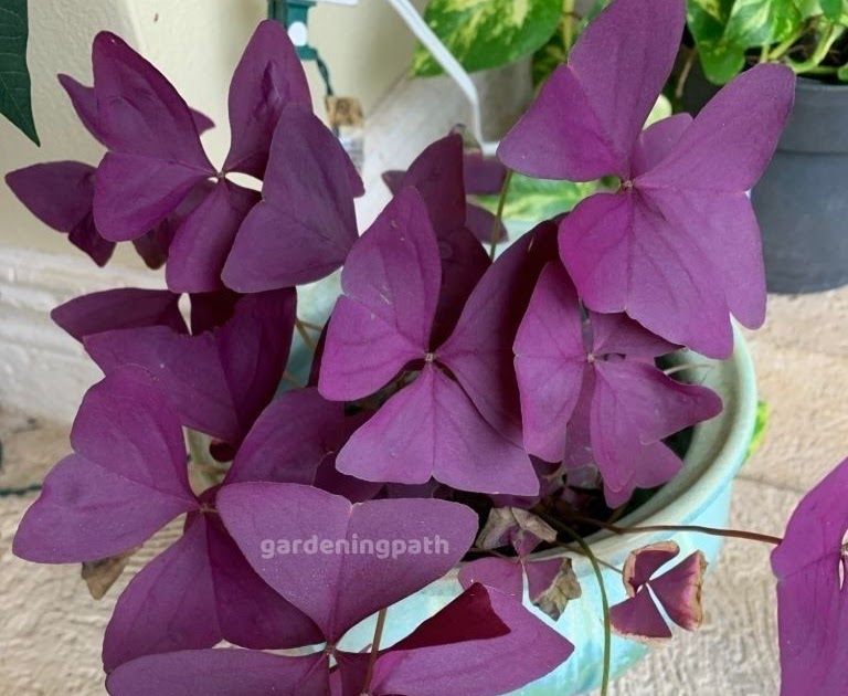 How To Grow Purple Shamrock | How To Care For Oxalis Triangularis