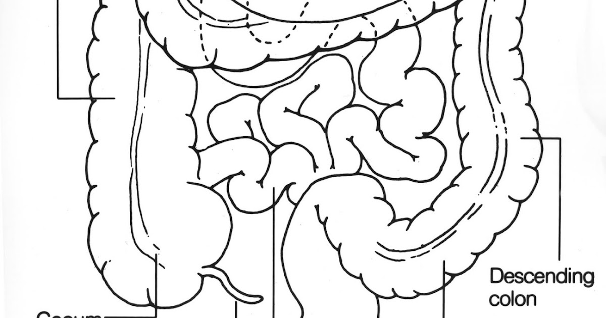 Small intestine diagram | Simple small intestine | Small intestine ...