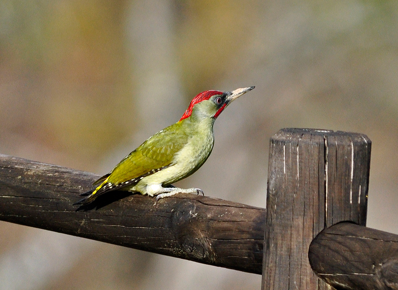 Vivir para ver: Pito real en la puerta de casa. 14 de Noviembre