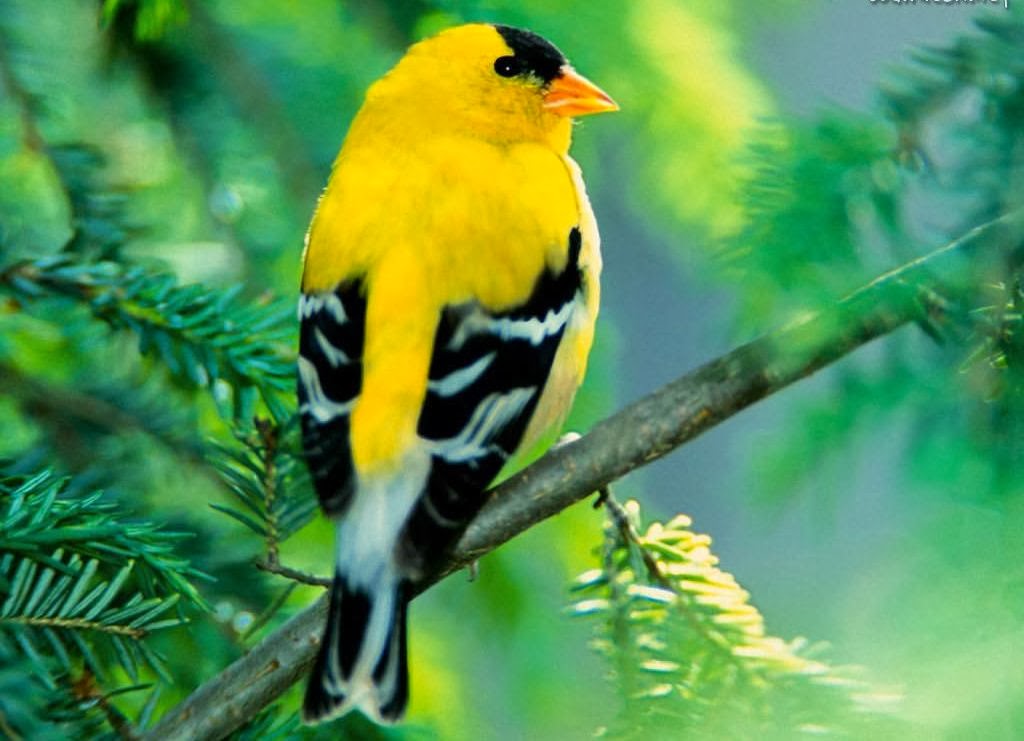 IMAGENSNET: PÁSSAROS - BIRDS