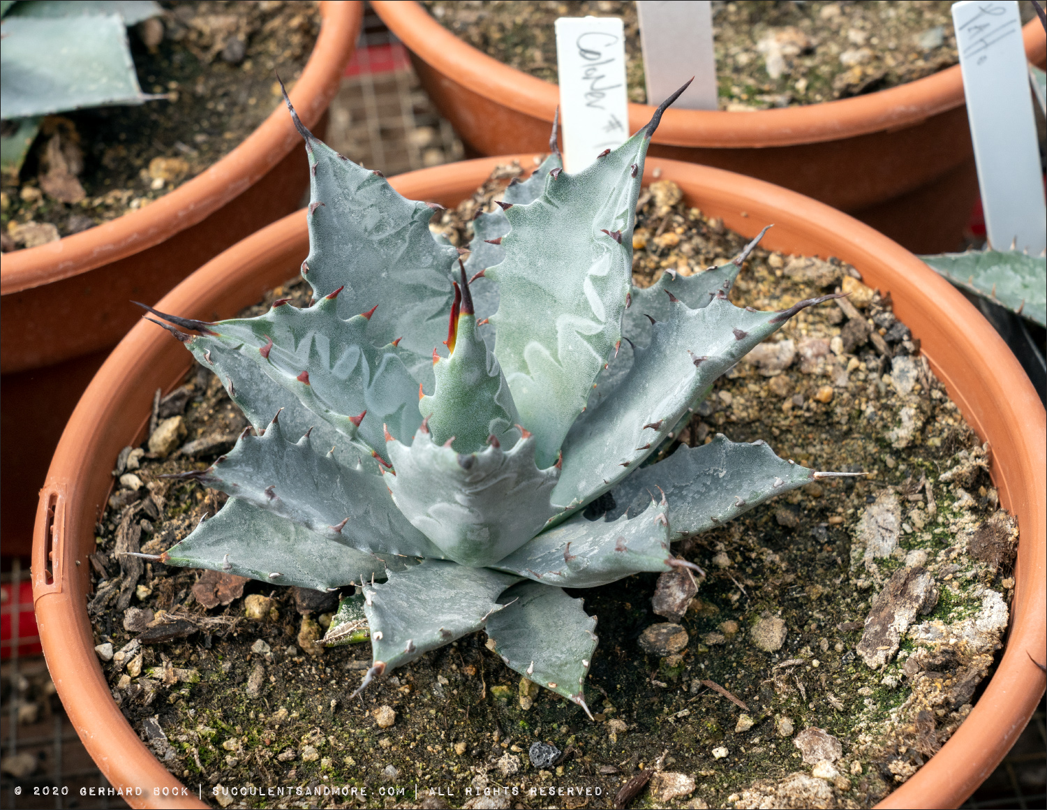 Jeremy Spath's Hidden Agave Ranch: the greenhouse