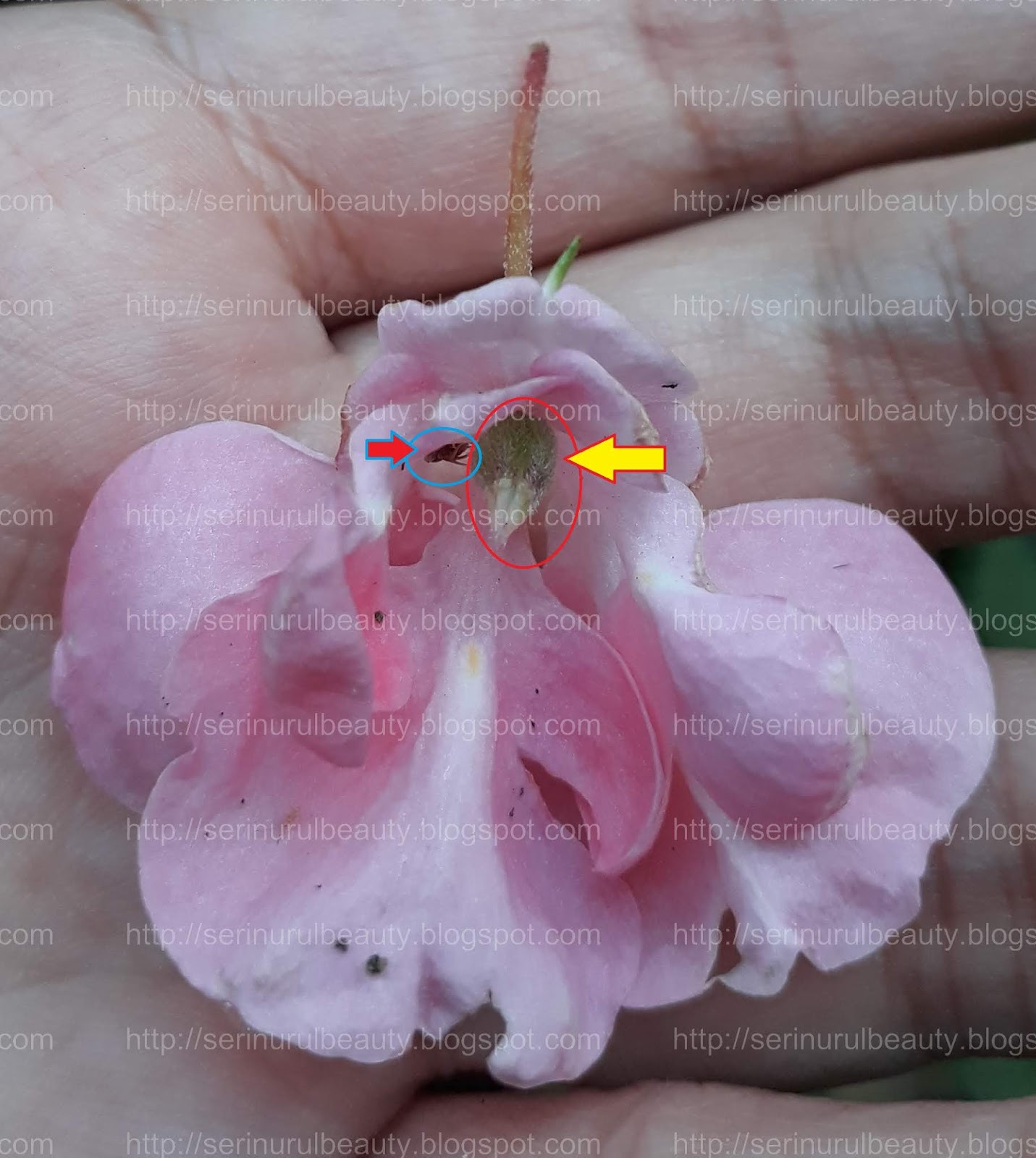 Healthy Nurul Beauty: The look of soft pink bunga keembong (garden ...