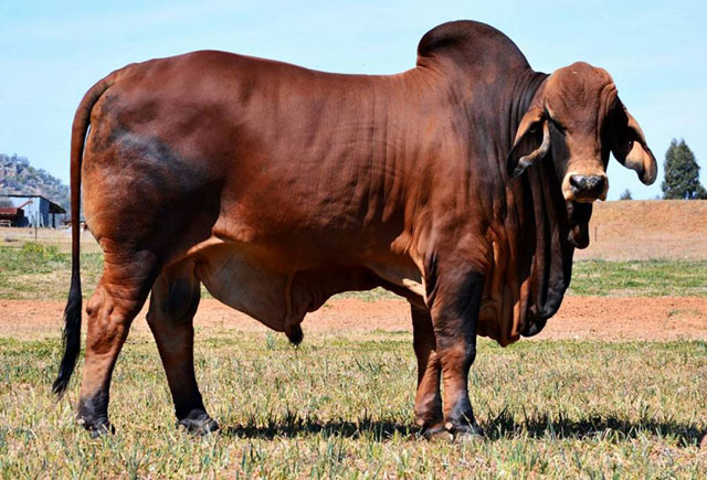 5 Hewan Dengan Harga Jual Termahal di Dunia - Berita Aneh dan Unik Terbaru