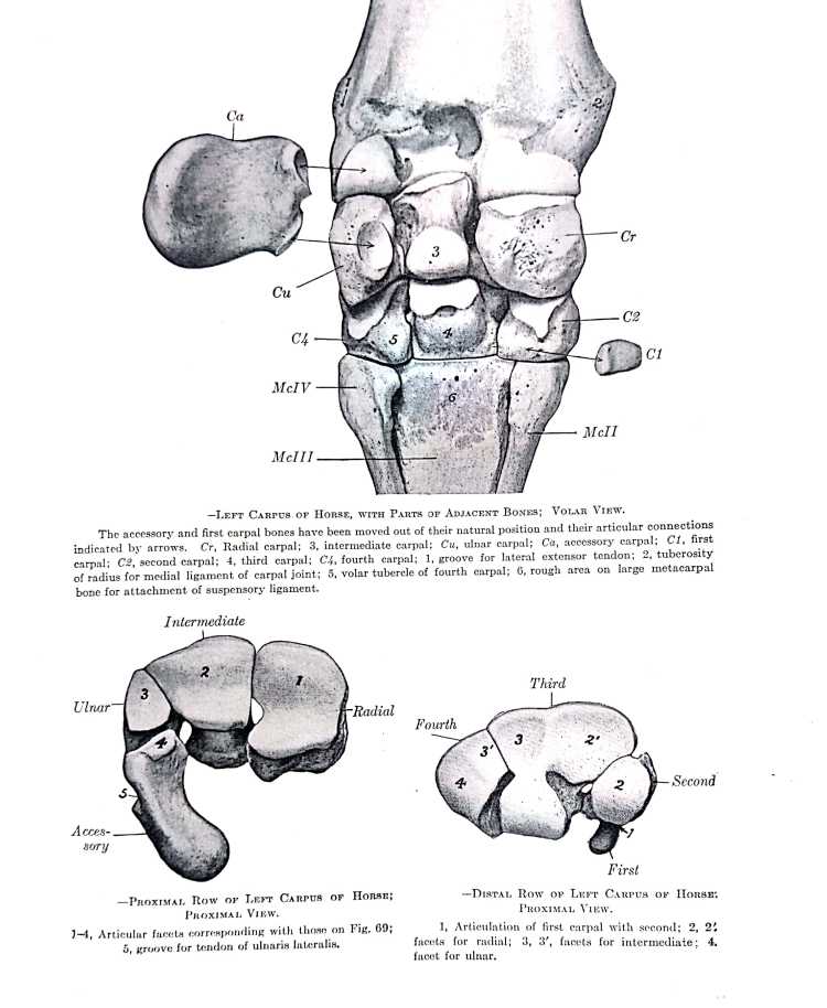 Bones of Carpus | Gross Anatomy | Anjani Mishra