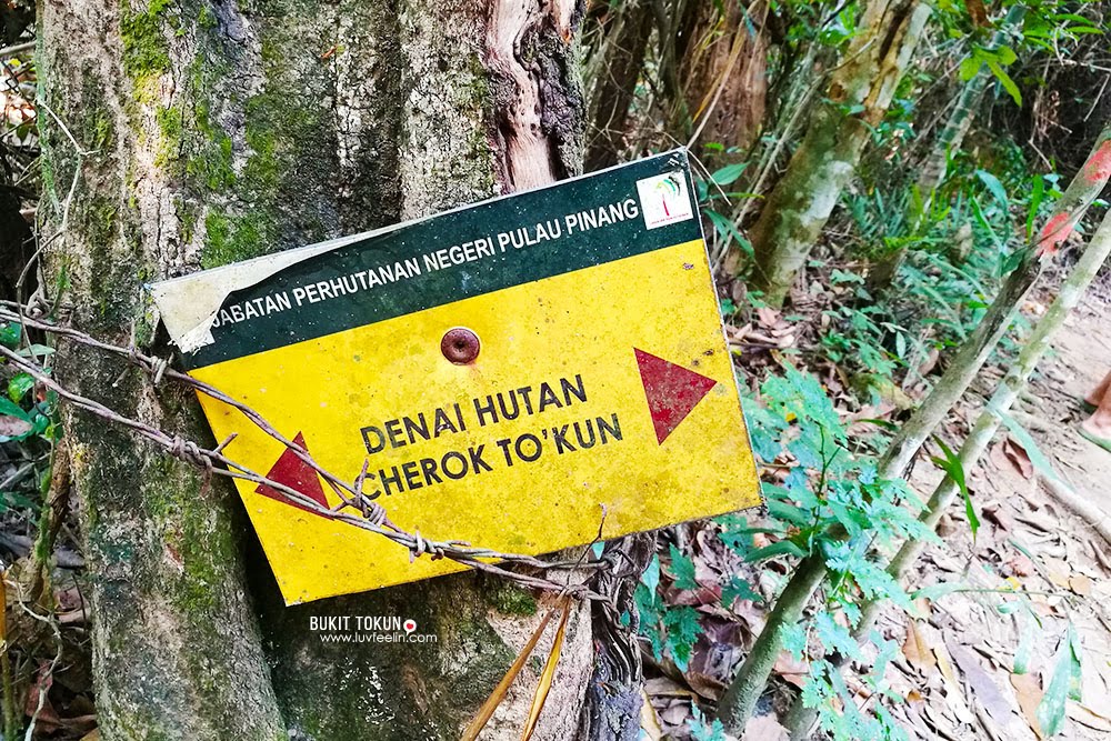 Bukit Tokun 大山脚【卓坤山】孟光水坝 | 板根大树 | 山顶电讯塔 - 乐飞翎 ♥ LUVFEELIN