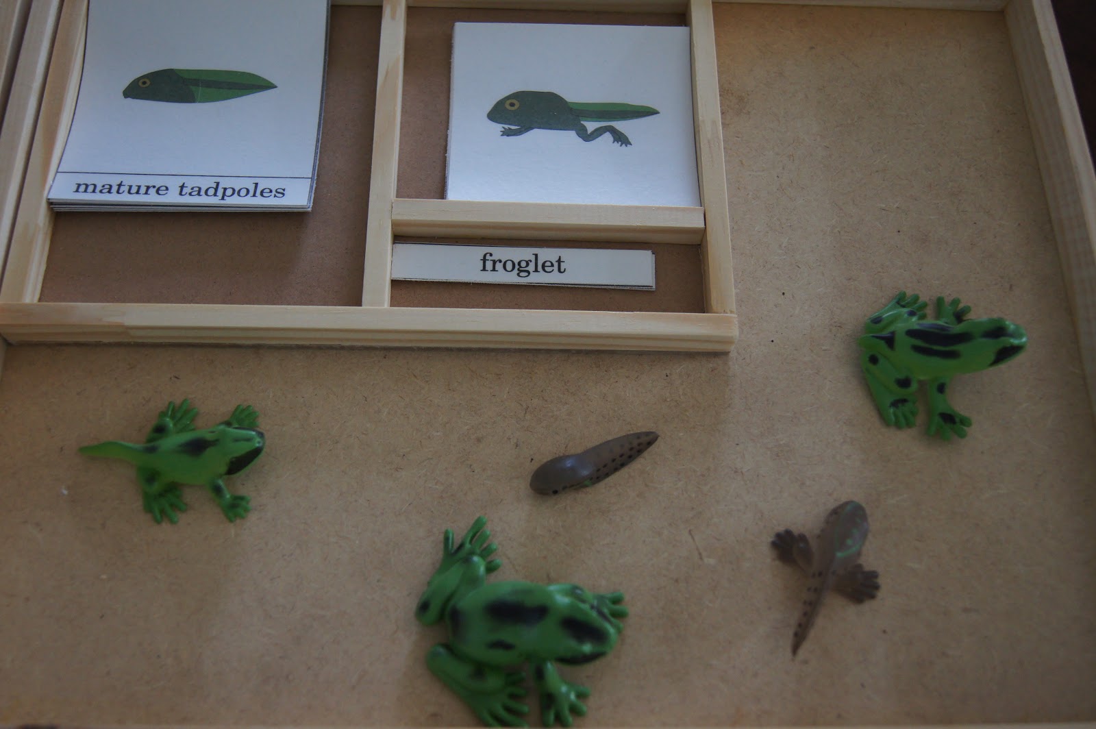 Animal Life Cycles For Kids, Montessori Zoology At Home - "Making ...