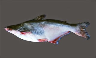 Attu walah, Valah / Boal - Wallago attu