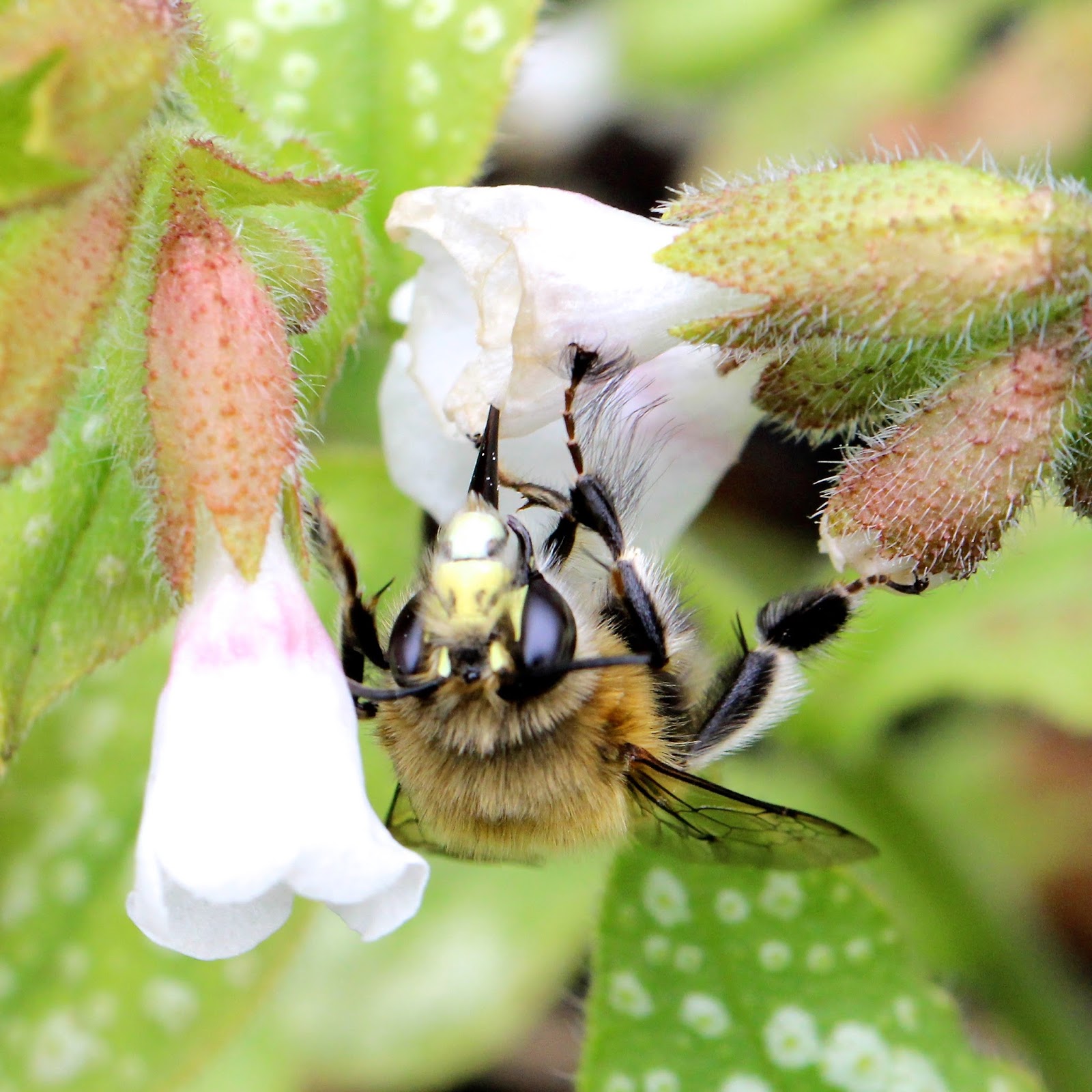 TrogTrogBlog: The hairy-footed flower bee