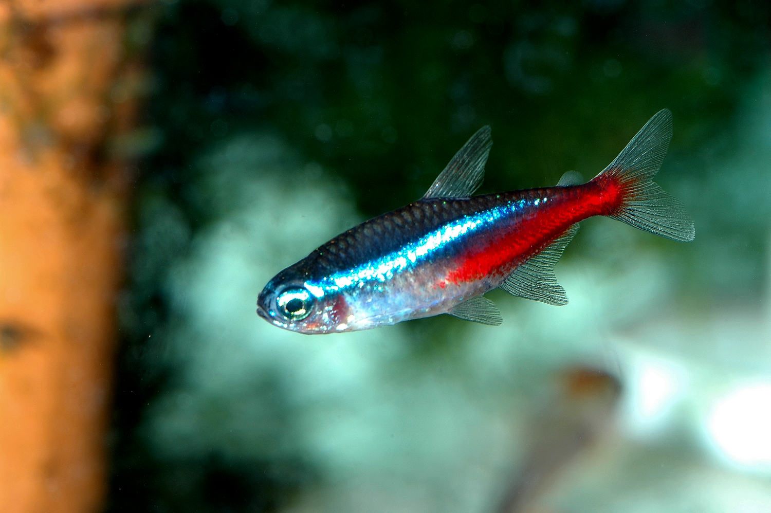 Peixe Neon-Verdadeiro (Paracheirodon innesi)