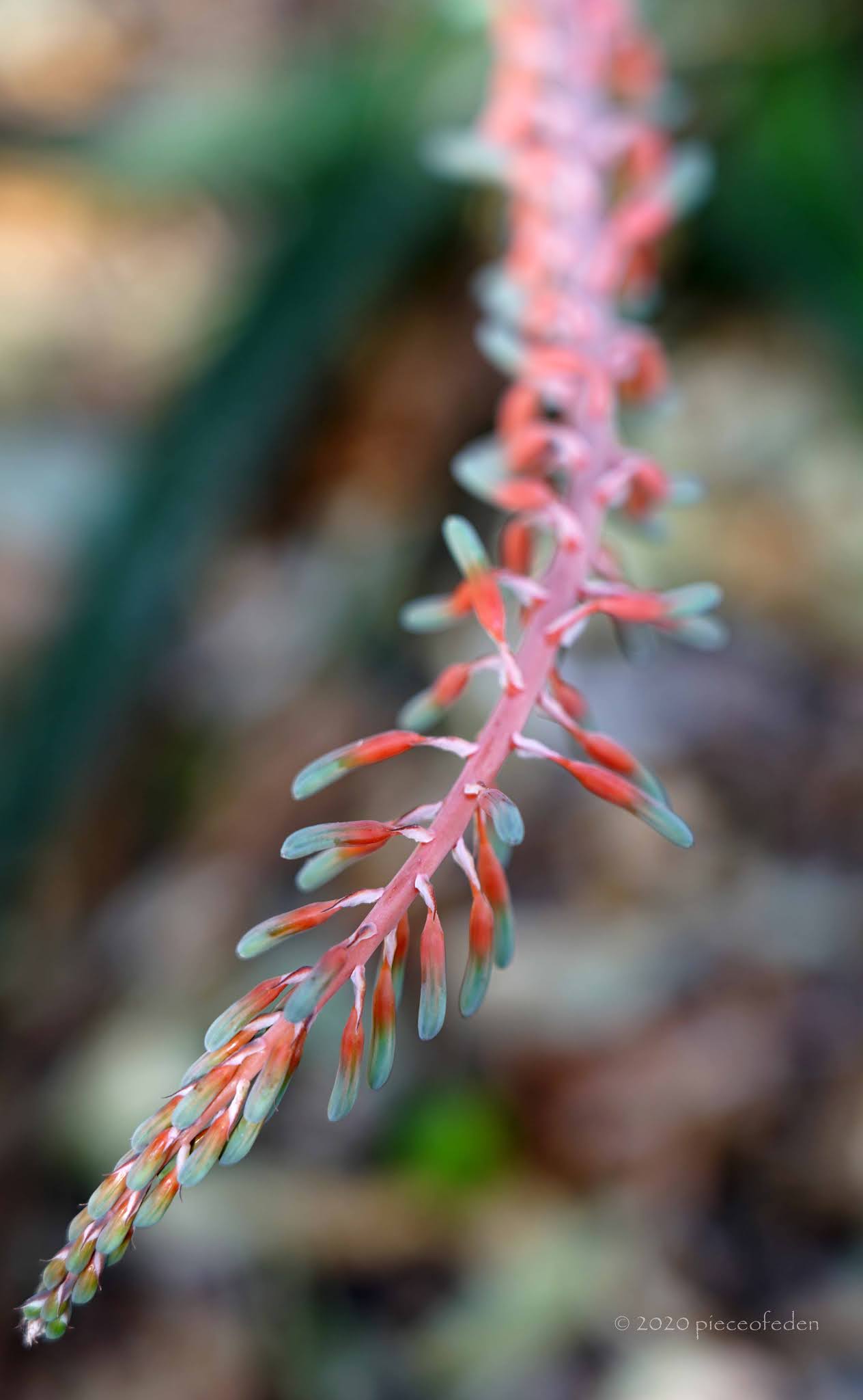 November 2020 Blooms