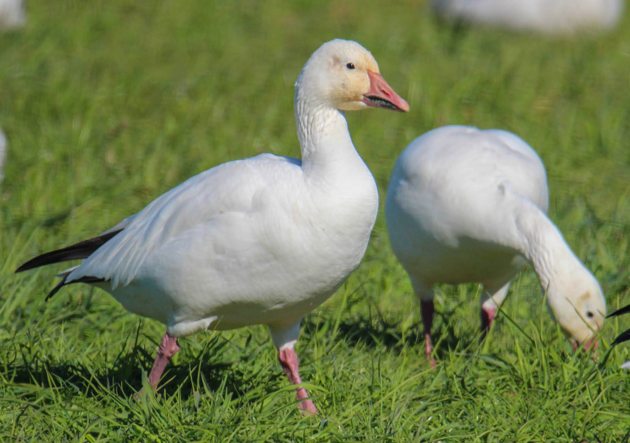 Cannundrums: Lesser Snow Goose - Blue Morphs and Other Variations