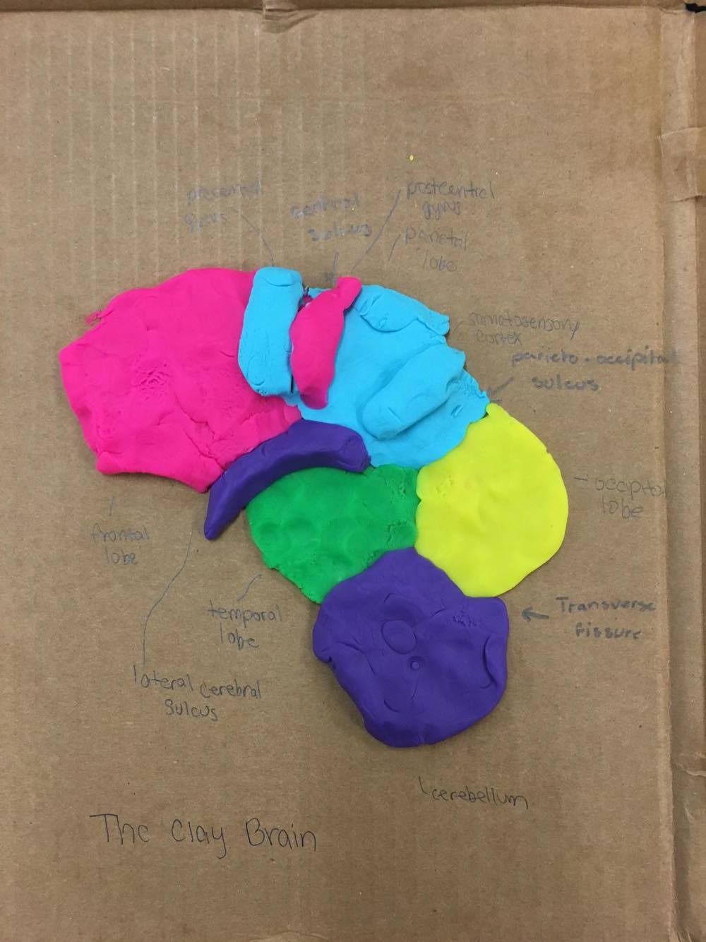 Theron's Anatomy/Physiology Record: Clay Brain In-Class Model Creation 4/14