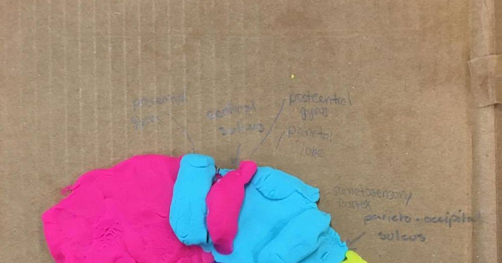 Theron's Anatomy/Physiology Record: Clay Brain In-Class Model Creation 4/14
