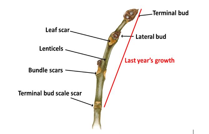 The Natural Year: Seeing things - vascular bundles