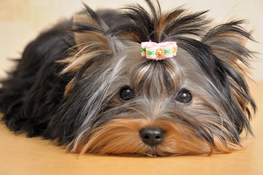 How to Care for a Small Dog - Luv My Dogs