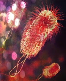 Desenmascarando a las ITS: ¿Qué sabemos del Chancroide?