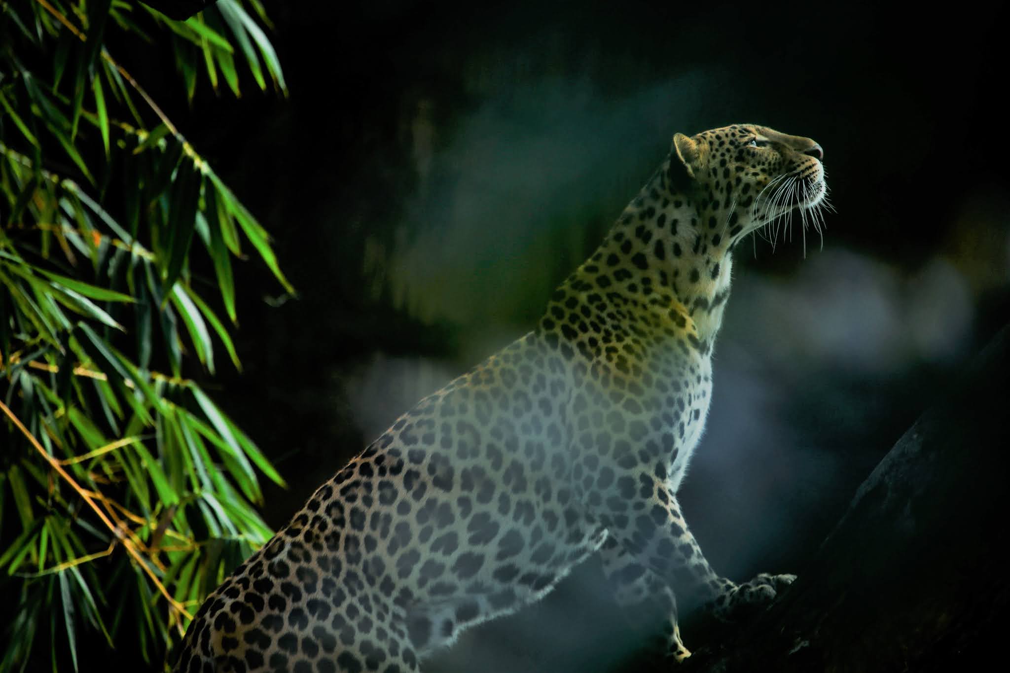 Leopard: Habits, Diet and Other Facts