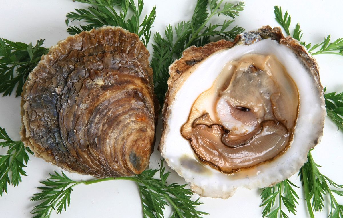 SIGNIFICADO DE LAS EXPRESIONES POPULARES: Aburrirse como una ostra