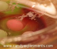 Candy Experiments: 11 Favorite Candy Experiments