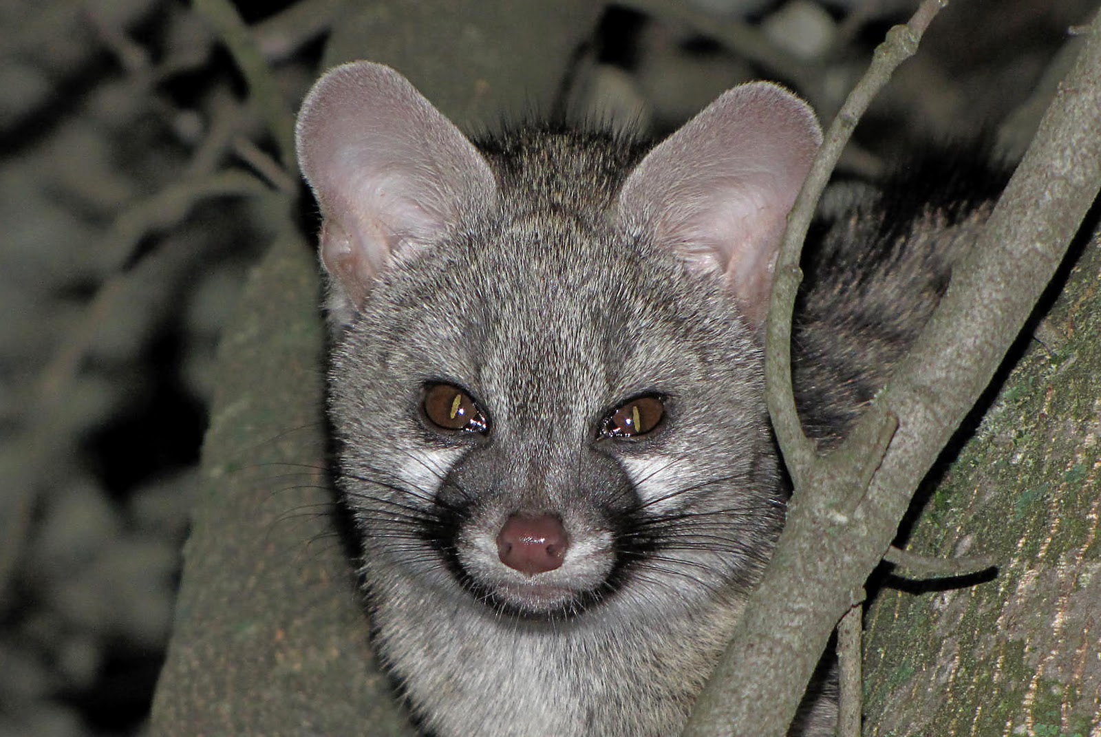 Animales en el Planeta: La gineta, jineta o gato almizclero (Genetta ...