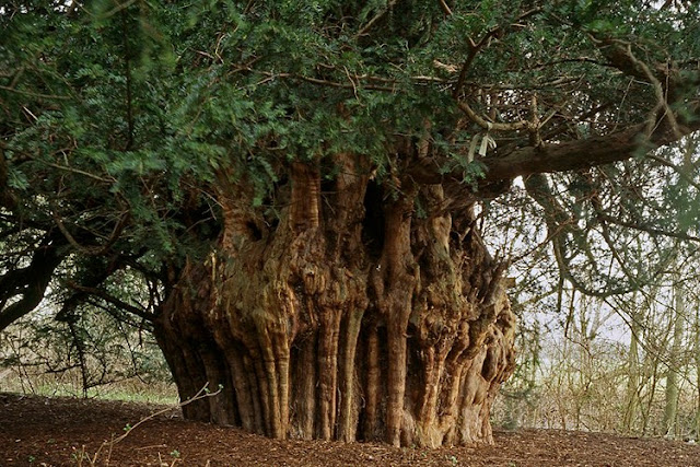 A Vedic Journey To Meet Natures Hidden Teachers - Yew