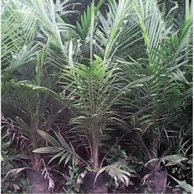 Bibit Sawit, Karet dan Aren: DAFTAR HARGA PRODUK BIBIT TANAMAN ...