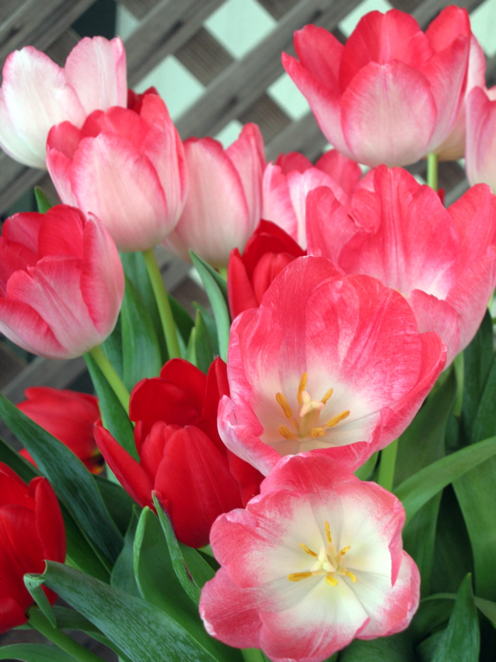 Wishes for a lovely weekend...