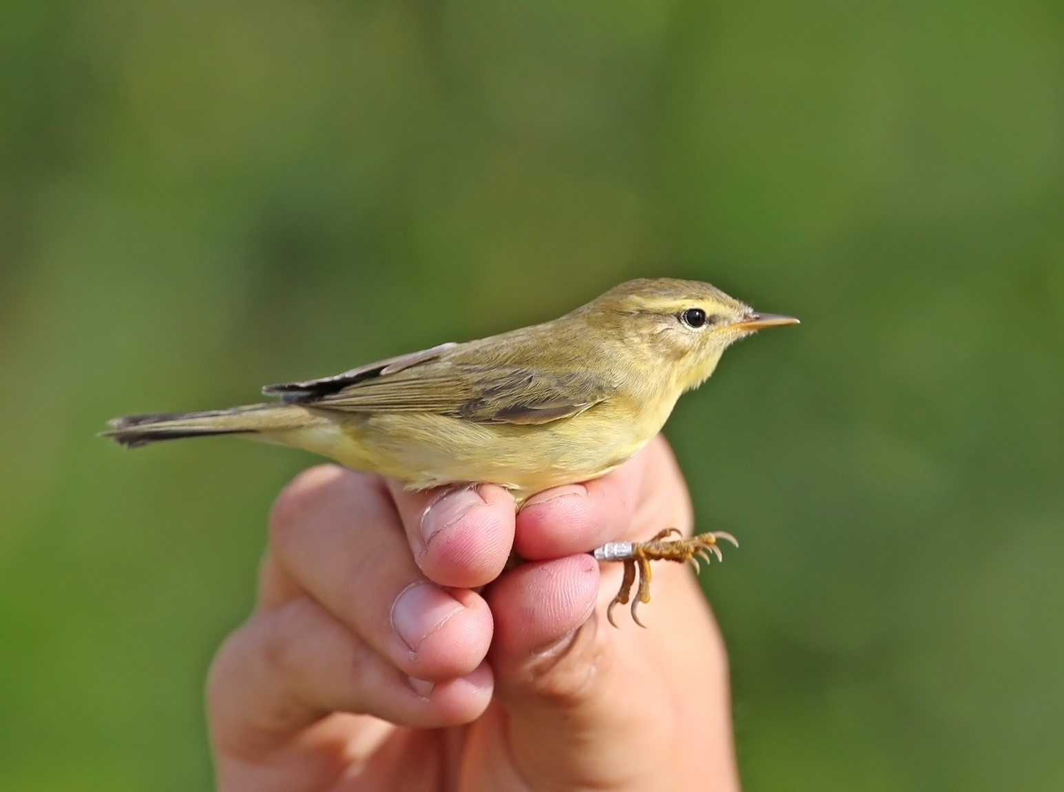 PLODDINGBIRDER: Willow Warblers! (Saturday 3rd August)