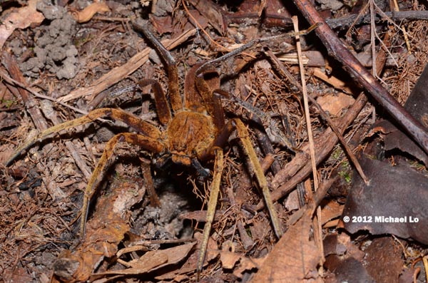 The rainforests of Borneo & Southeast Asia: Spider & cockroach from jungle