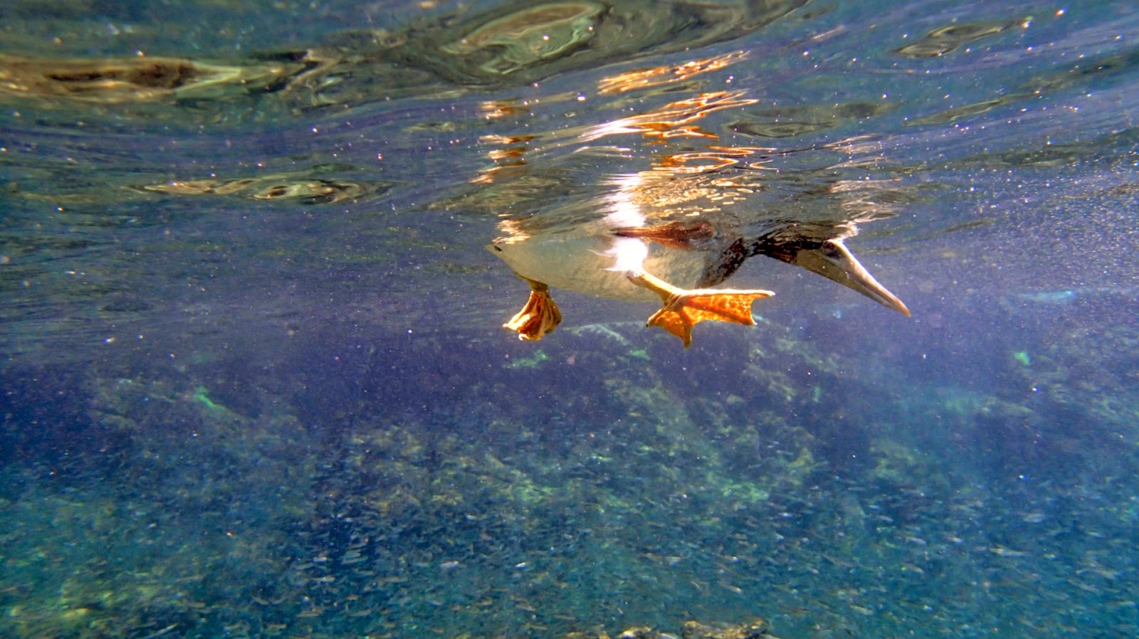 “To travel is to live.” - Hans Christian: Snorkeling Monkey Point ...