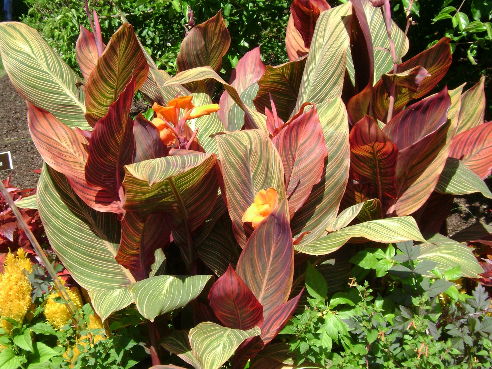 GoGardenNow - The Gardening Blog: Cannas: Bright and Bold