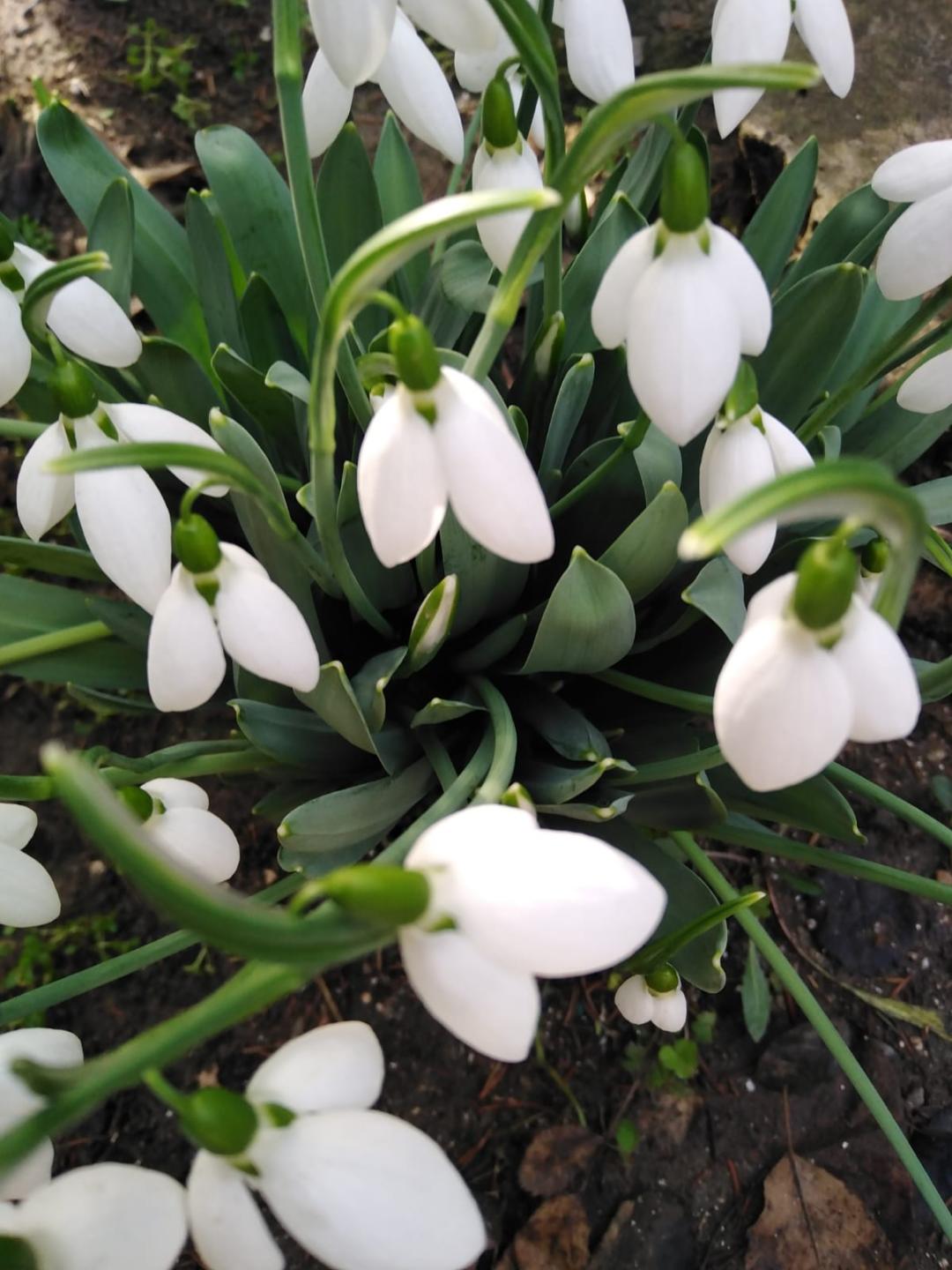 Exercitii limbaromana: primii ghiocei