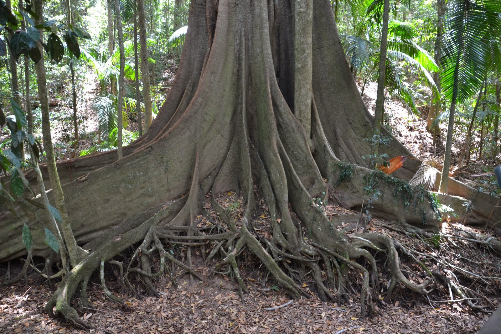 Life & Times: Fig Tree Walk - Kenilworth